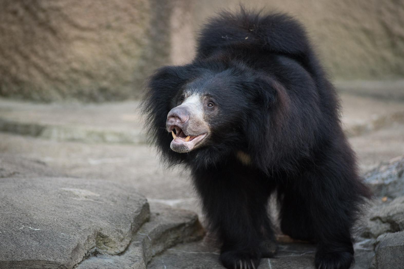 Columbus Zoo and Aquarium | Winter